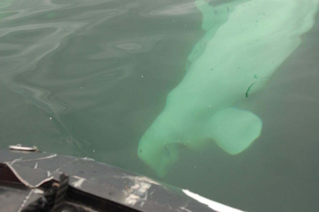 Beluga’s Winter up North - Churchill Polar Bears