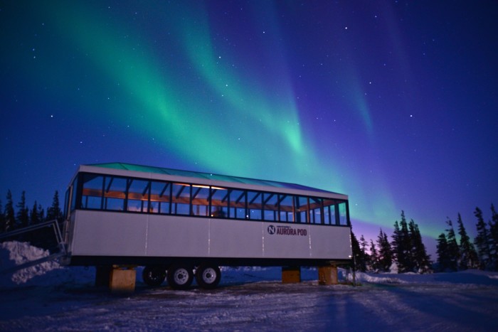 Churchill Photos of the Week-Aurora Pod Fever - Churchill Polar Bears