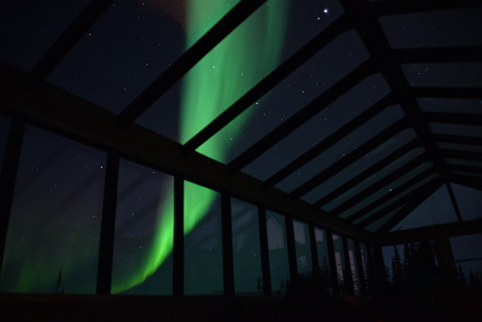 Churchill Photos of the Week-Aurora Pod Fever - Churchill Polar Bears
