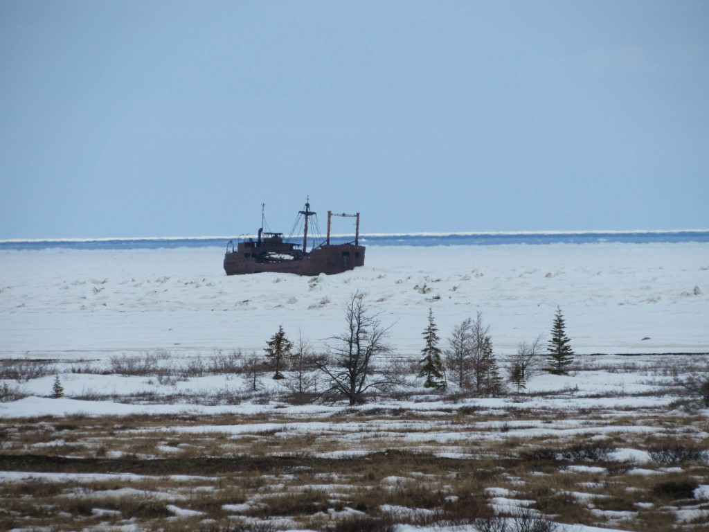 Churchill Photos-Ptarmigan & Ithaca | Churchill Polar Bears