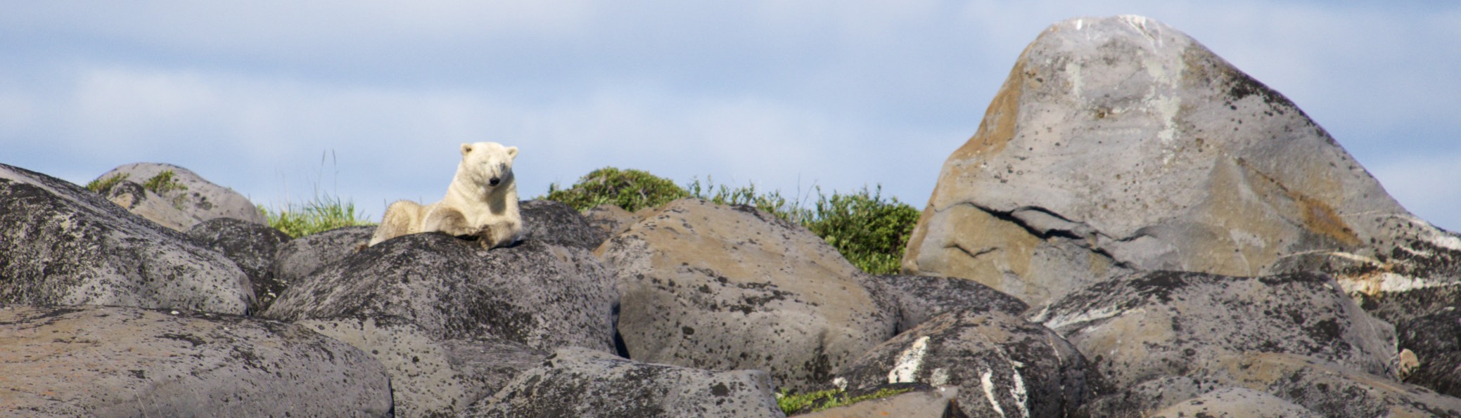 Notes From the Field – Churchill Arctic Summer - Churchill Polar Bears