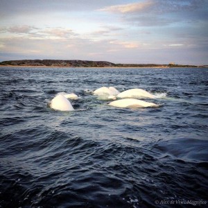 Beluga Feeding Fest - Churchill Polar Bears