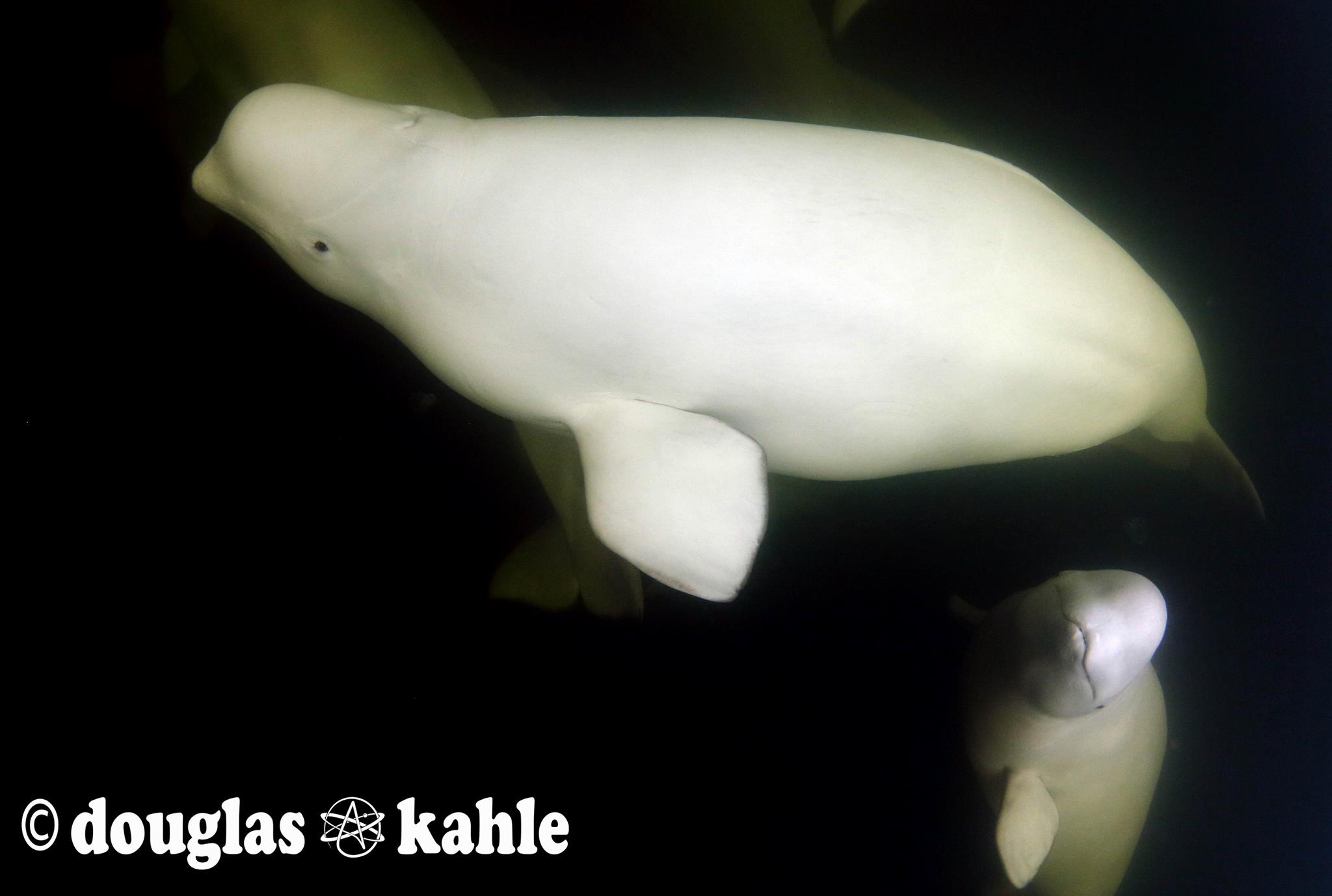 Churchill Photos of the Week – Belugas - Churchill Polar Bears Churchill Photos of the Week – Belugas - Churchill Polar Bears