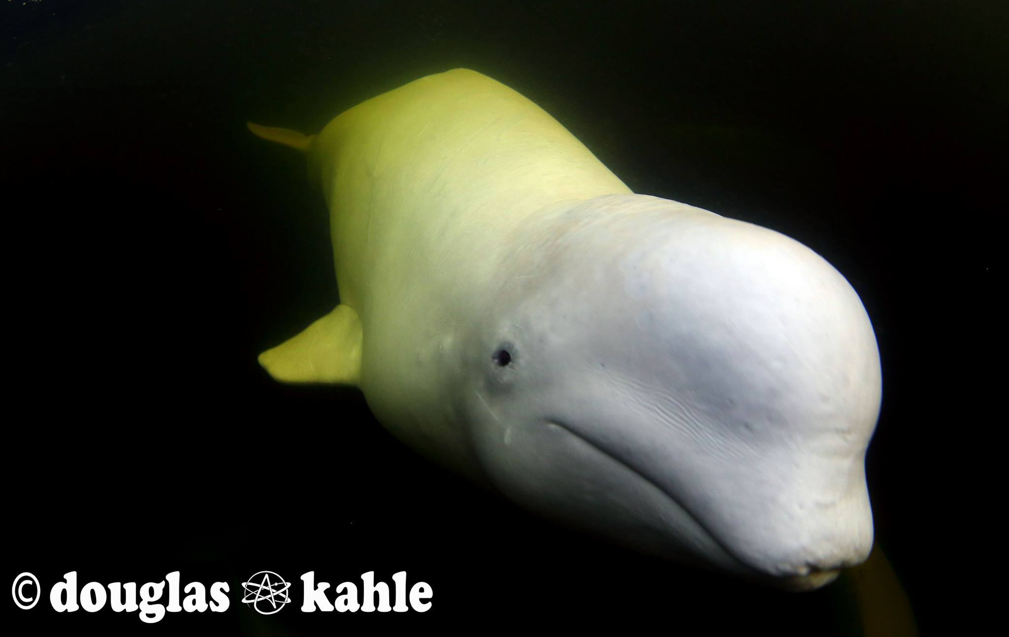 Churchill Photos of the Week – Belugas - Churchill Polar Bears Churchill Photos of the Week – Belugas - Churchill Polar Bears