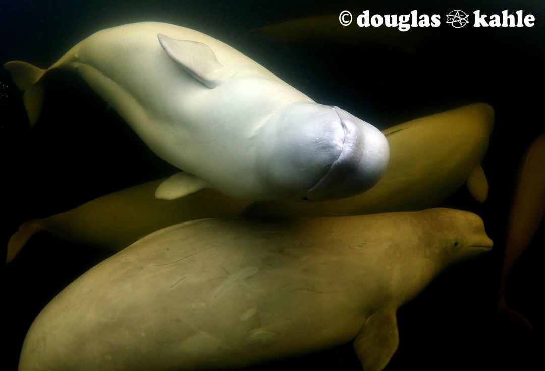 Churchill Photos of the Week – Belugas - Churchill Polar Bears Churchill Photos of the Week – Belugas - Churchill Polar Bears