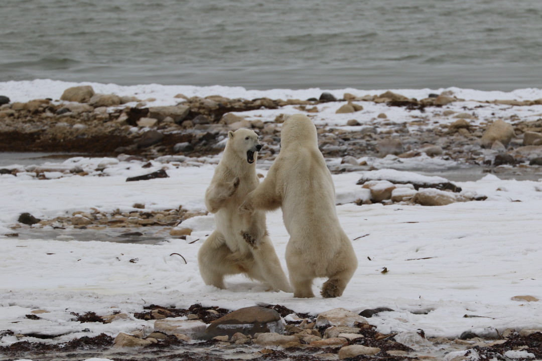 Polar Bears Spar as Temps Chill Out - Churchill Polar Bears