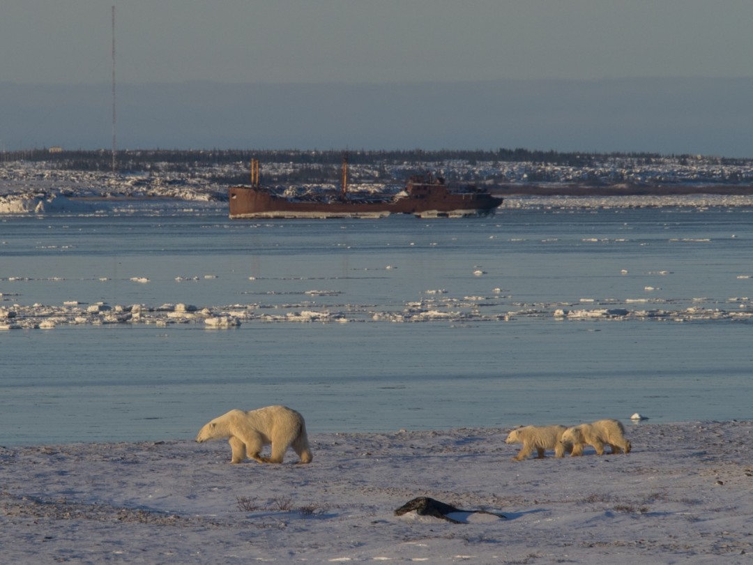 Polar Bear Season Going Strong - Churchill Polar Bears