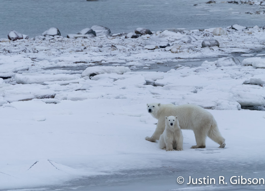 Are Wolves Preying on Polar Bears in Manitoba? - Churchill Polar Bears