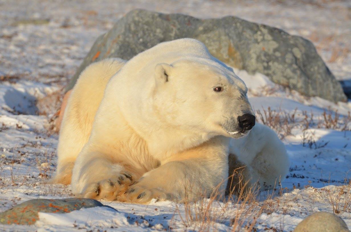 Wildlife Photos From Churchill - Churchill Polar Bears