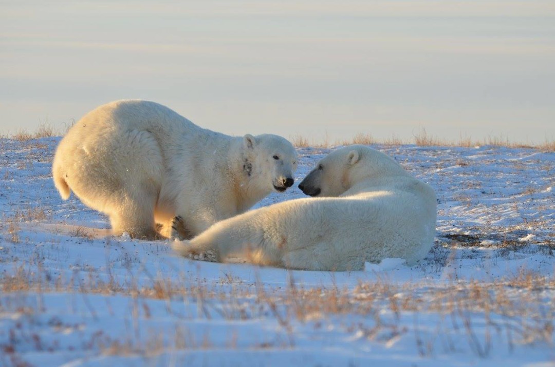 Wildlife Photos From Churchill - Churchill Polar Bears