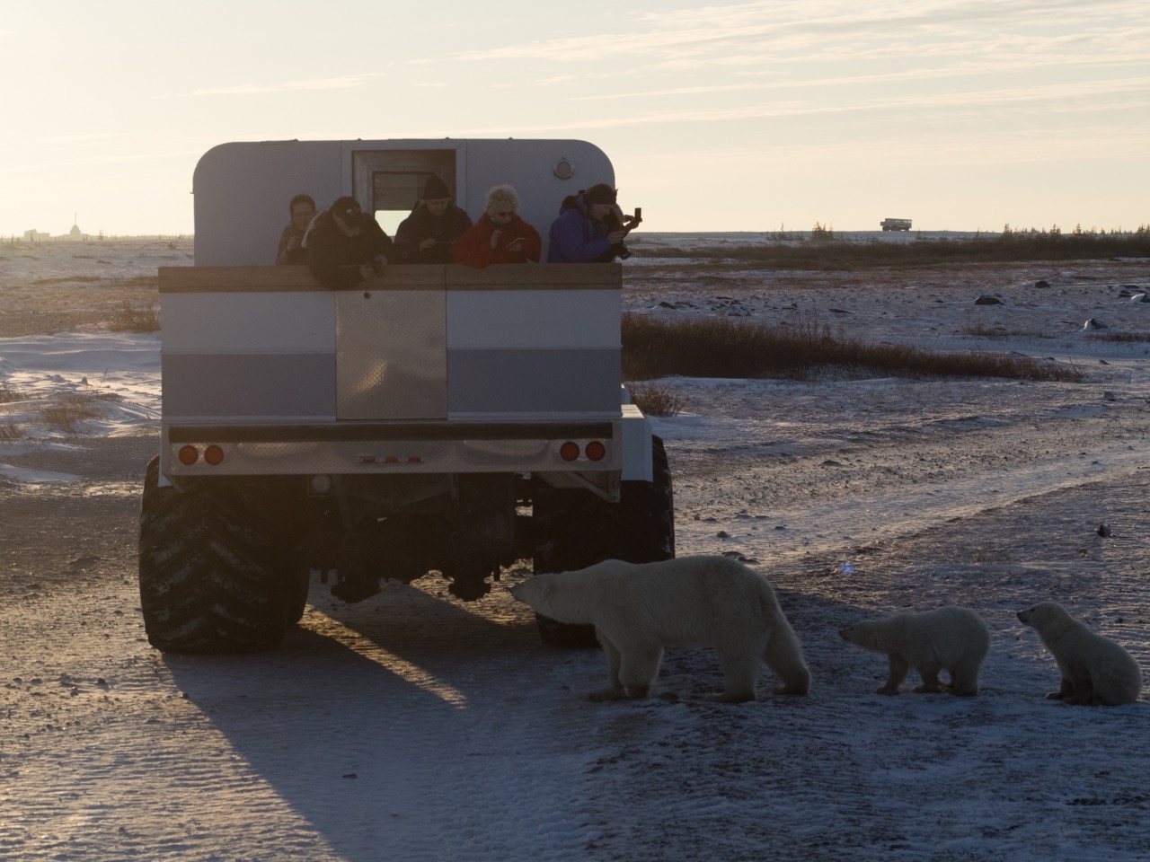 Polar Bear Season Going Strong - Churchill Polar Bears