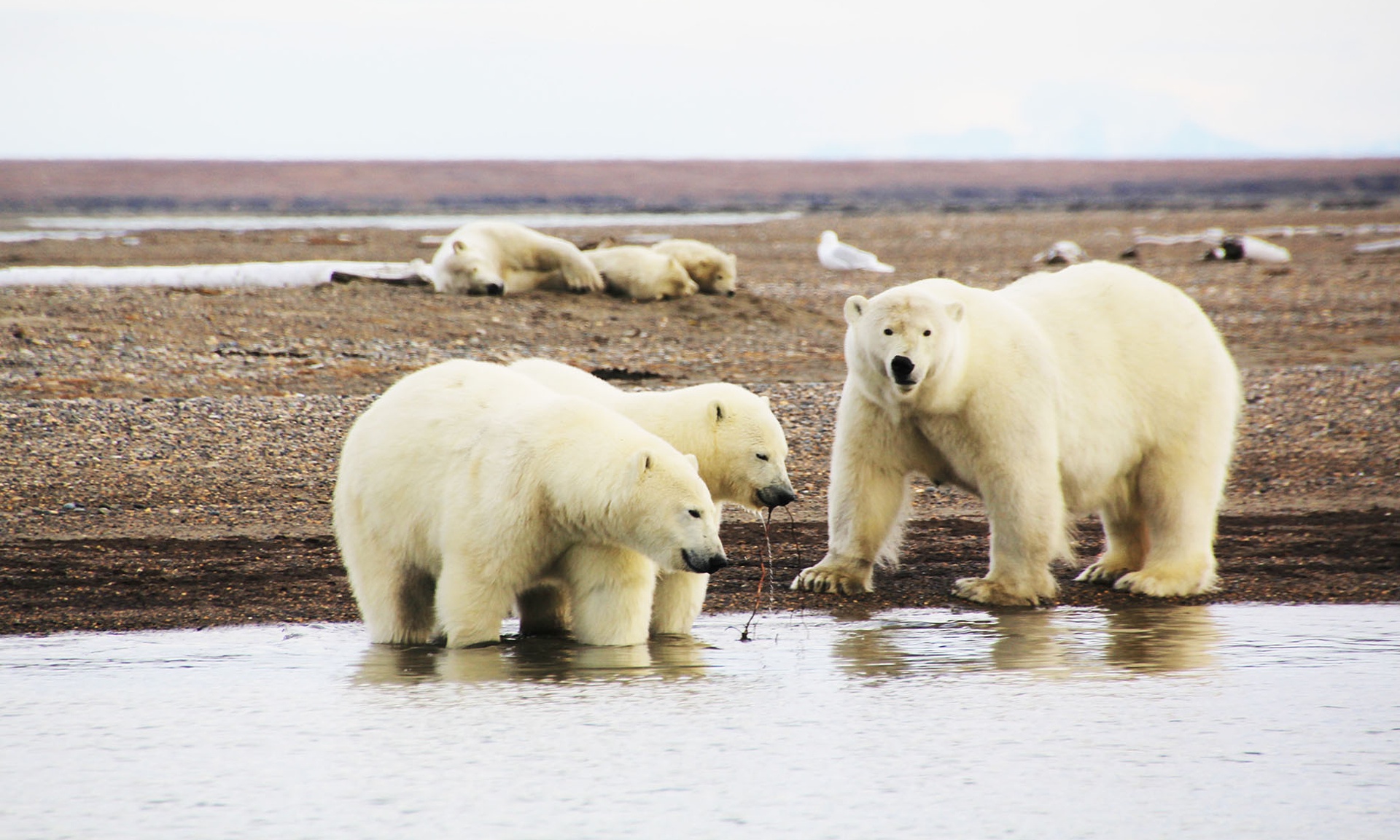Polar Bear Feast - Churchill Polar Bears