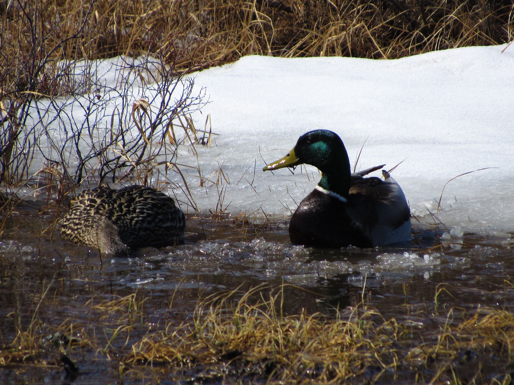 Churchill Weekend Photo – Mallards - Churchill Polar Bears