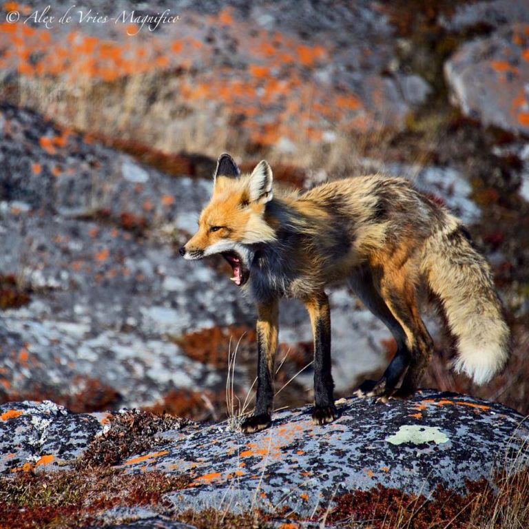 Red Fox in Churchill Captured | Churchill Polar Bears