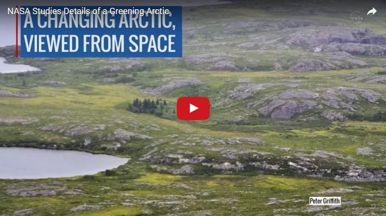 Churchill Video – The Greening of the Arctic - Churchill Polar Bears