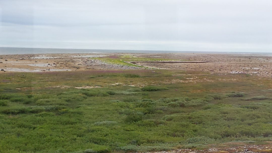 Field Notes -Churchill Arctic Summer - Churchill Polar Bears