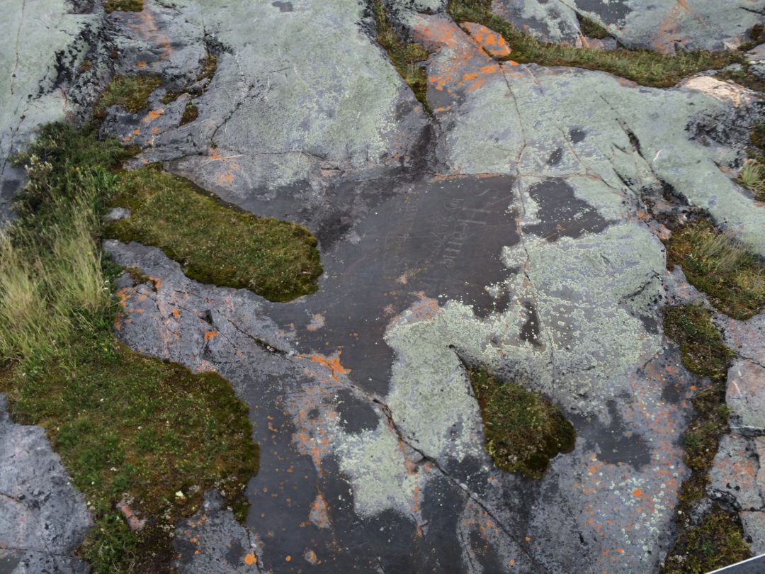 Field Notes -Churchill Arctic Summer - Churchill Polar Bears