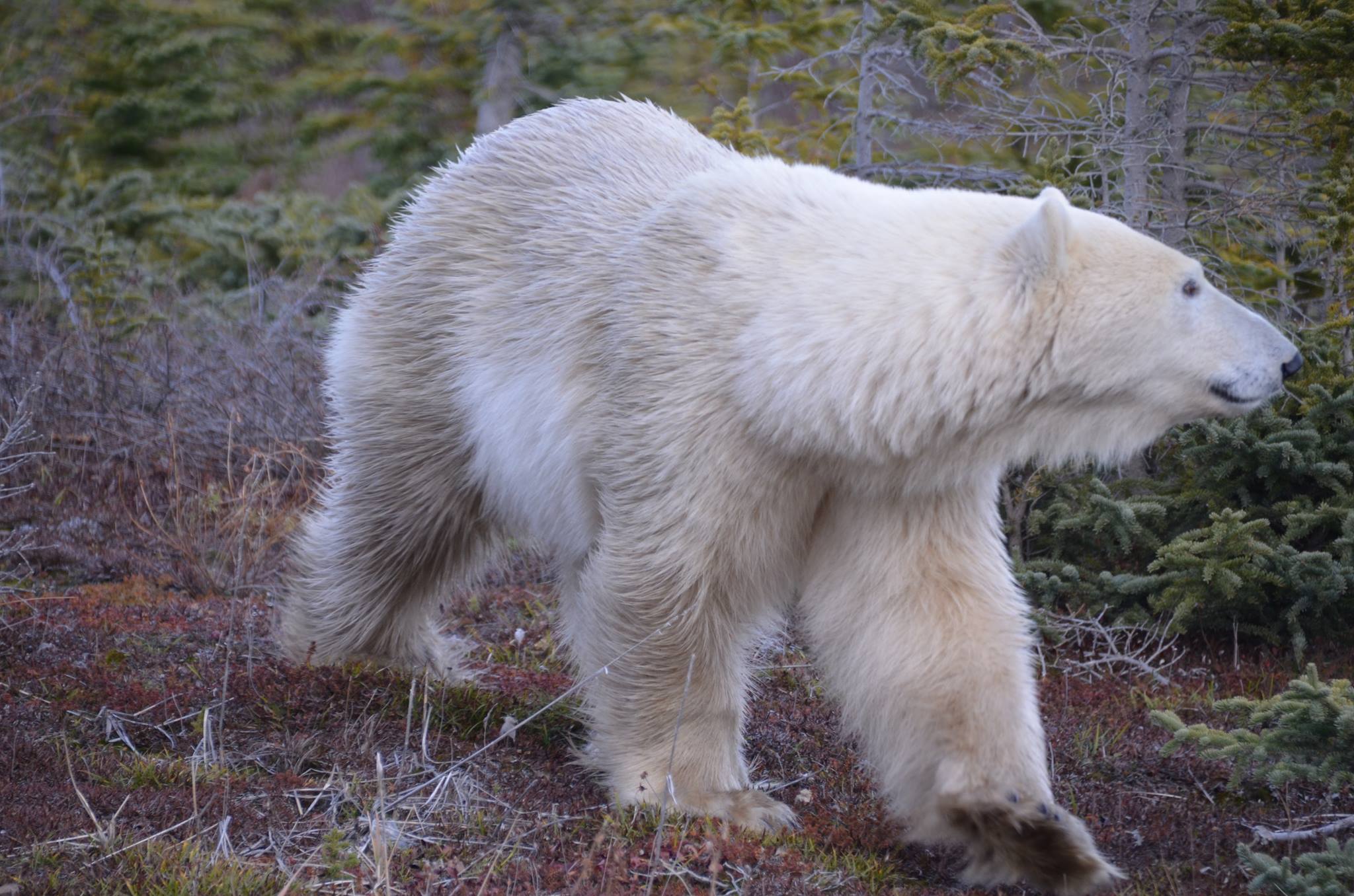 Aurora Domes - Churchill Polar Bears