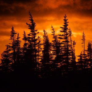 Churchill Friday Photo – Boreal Sunset - Churchill Polar Bears