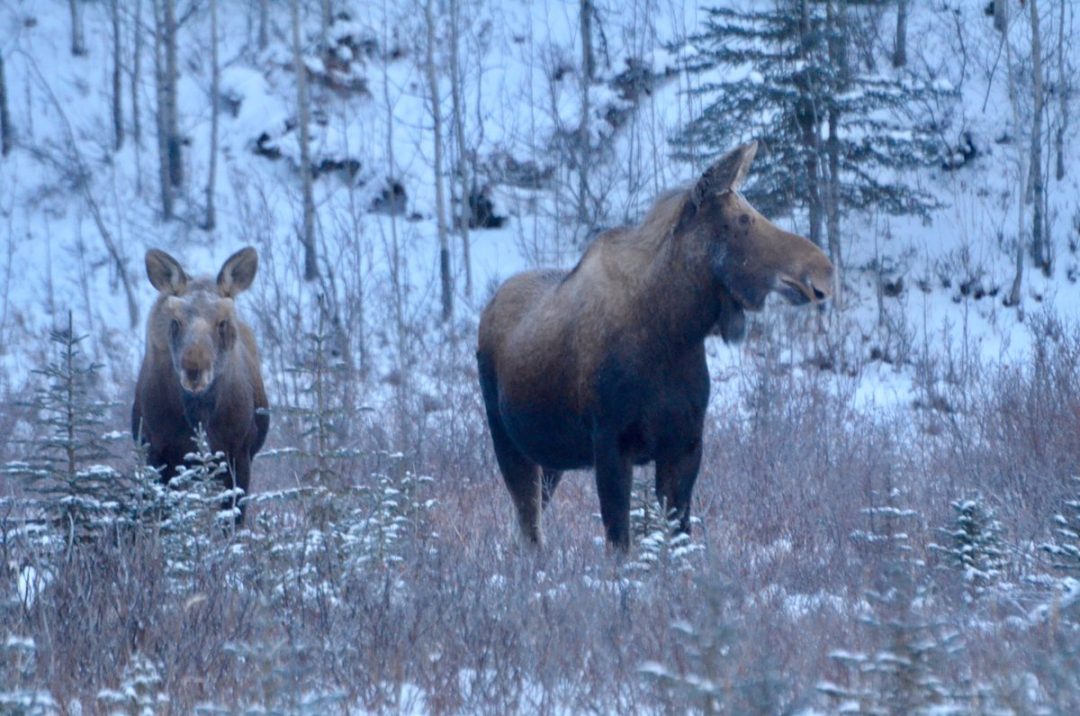 Churchill photo of the Week – Moose - Churchill Polar Bears