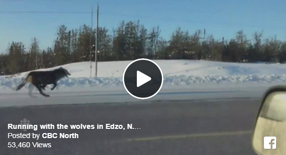 Running With Wolves | Churchill Polar Bears