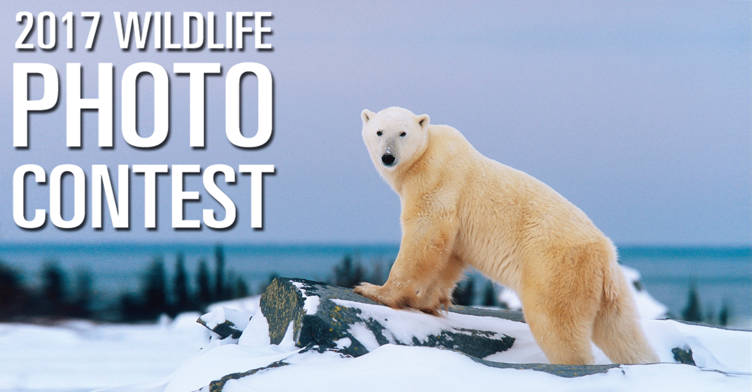 Wildlife Photo Contest – Churchill - Churchill Polar Bears