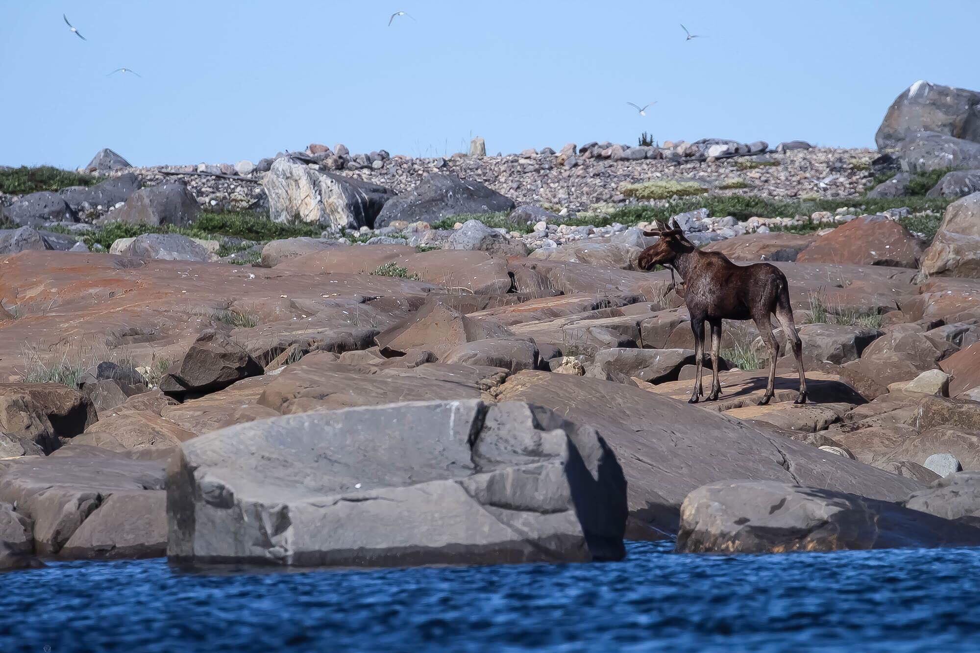 Churchill Weekly Photos – Signs of Summer - Churchill Polar Bears