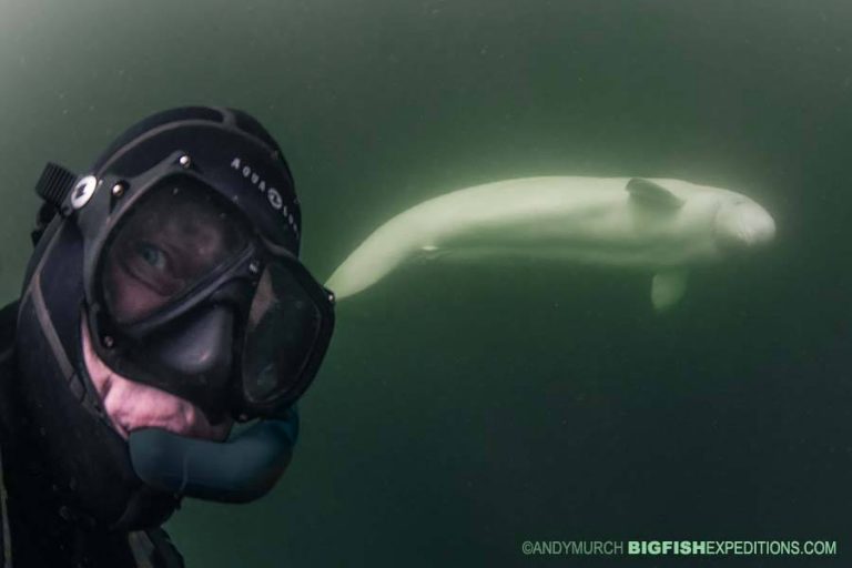 Belugas in the Hudson Bay | Churchill Polar Bears