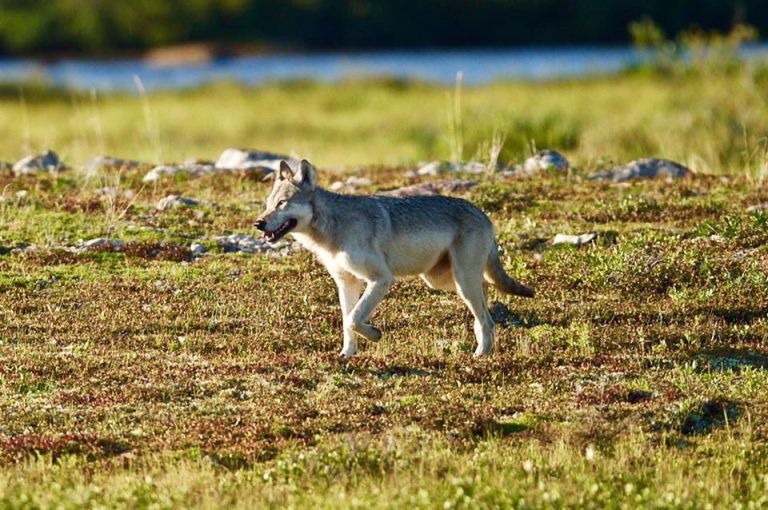 Polar Bears and Wolf in Churchill | Churchill Polar Bears