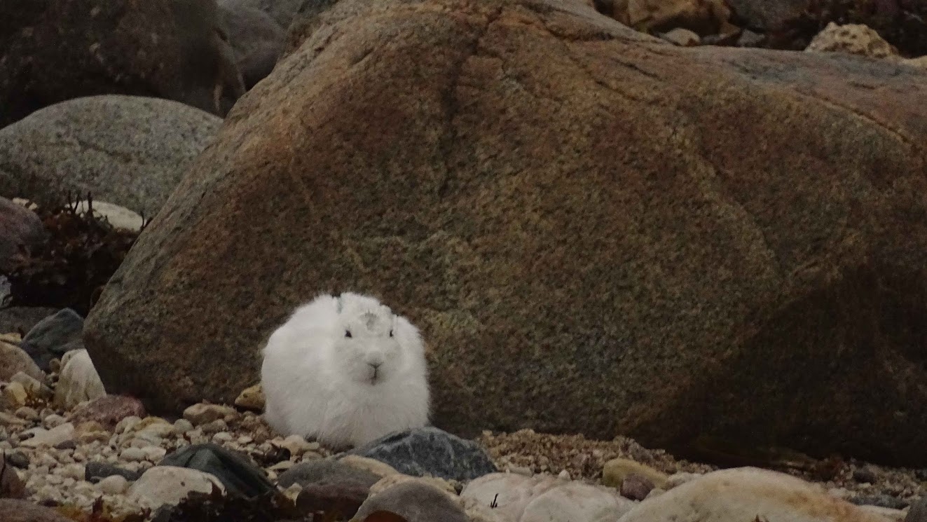 Arctic hare - Churchill Polar Bears