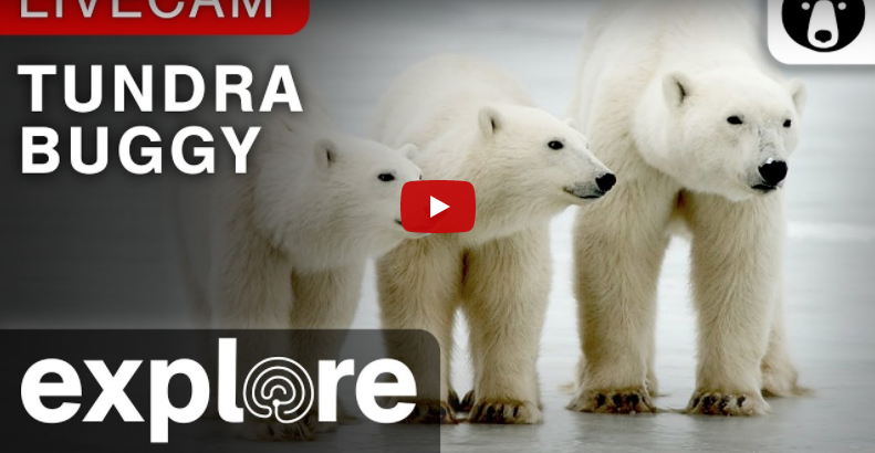 Explore.org Live Polar Bear Cam - Churchill Polar Bears
