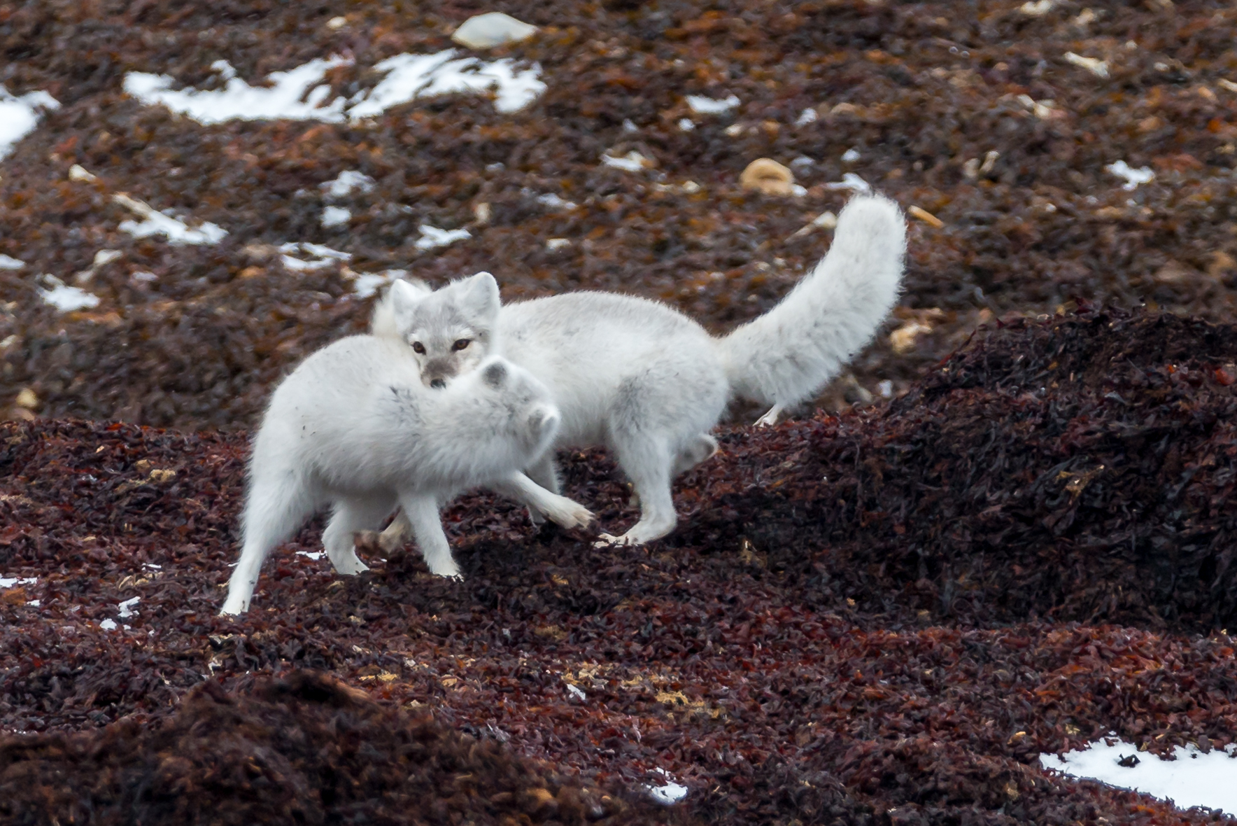 arctic fox - Churchill Polar Bears
