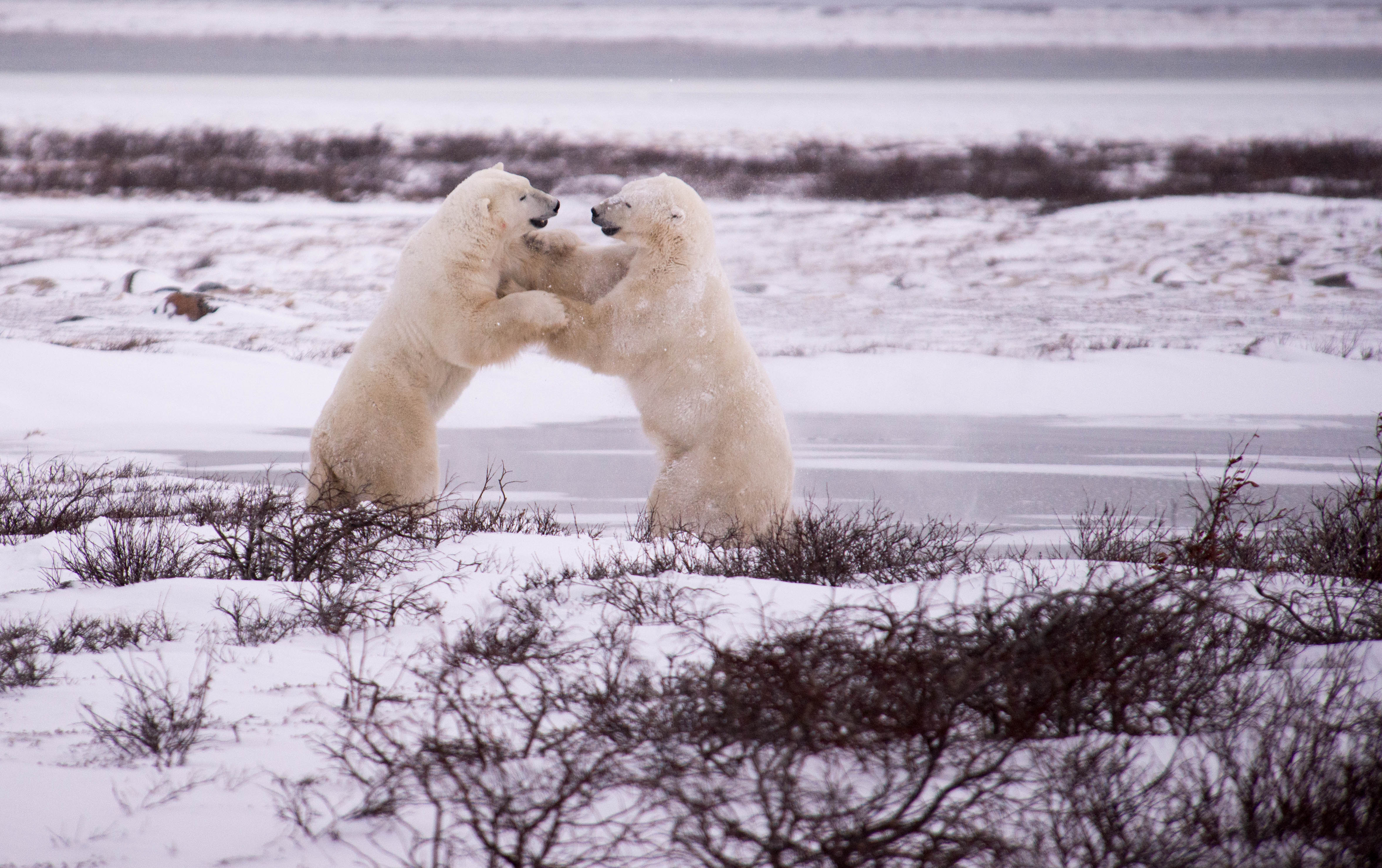 Churchill November Wildlife Paradise - Churchill Polar Bears
