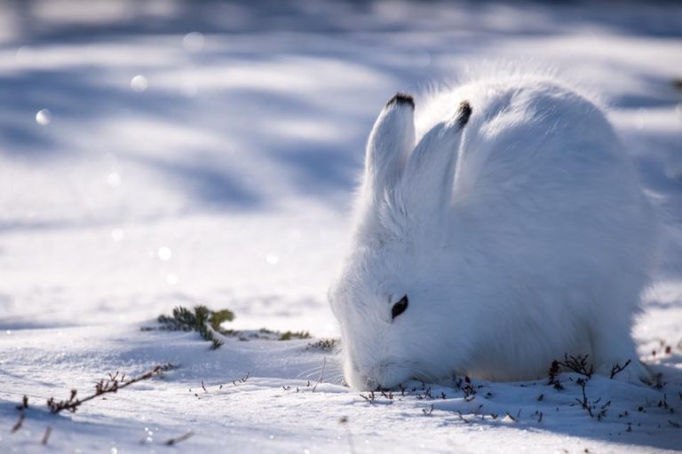 Arctic hare - Churchill Polar Bears