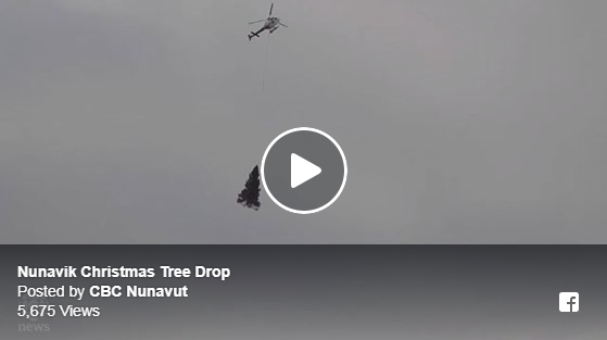 A Christmas Tree for the Arctic - Churchill Polar Bears