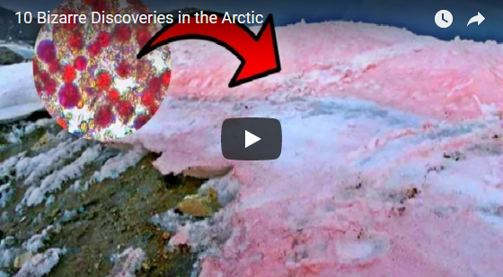 Churchill Weekly Video – Arctic Discoveries - Churchill Polar Bears