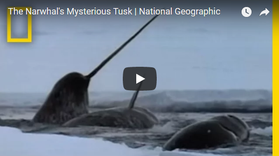 Unicorn of the Sea - Narwhals | Churchill Polar Bears