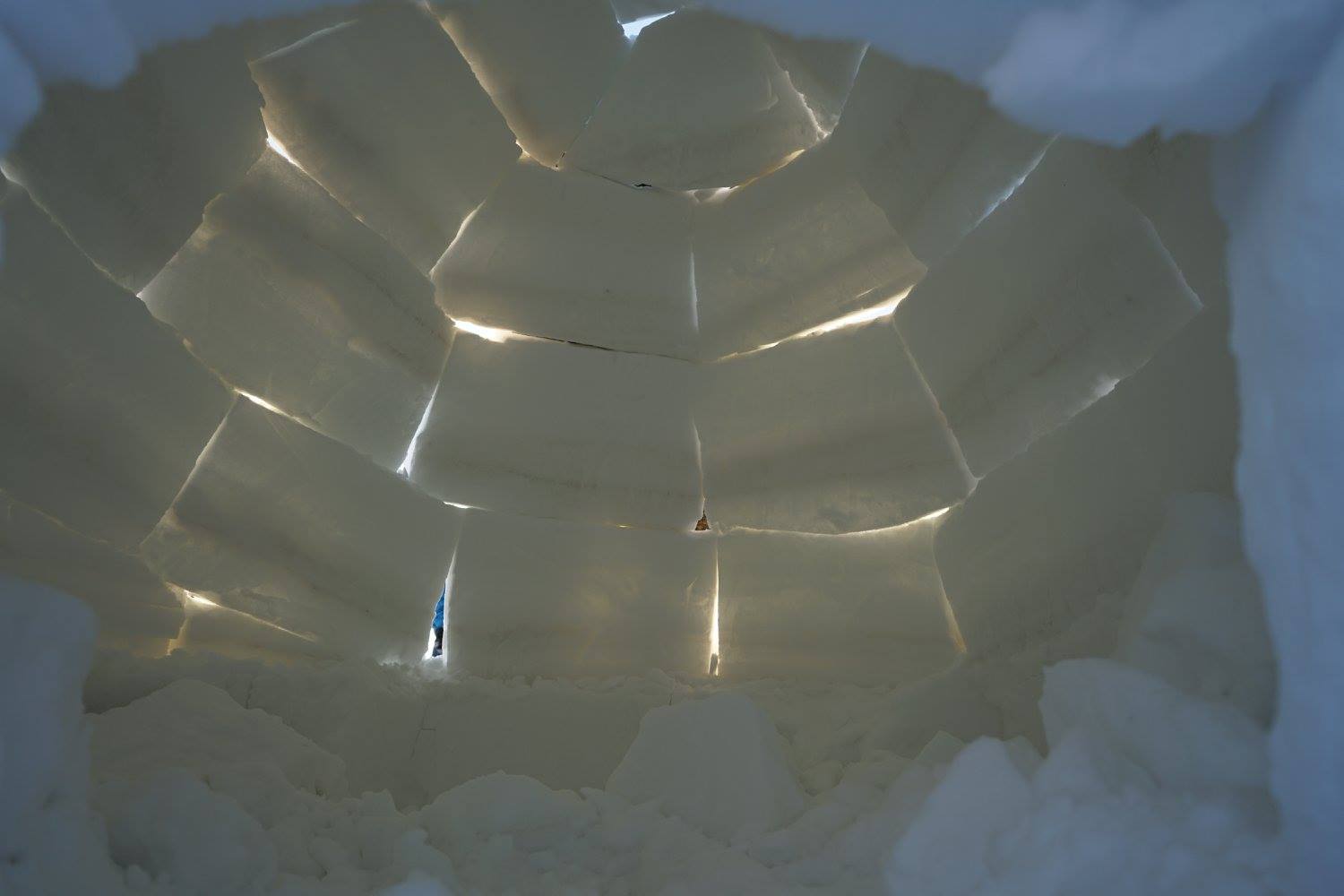 Churchill Weekly Photos - Iglooss | Churchill Polar Bears