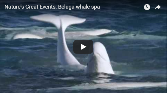 Churchill Video of the Week – Belugas - Churchill Polar Bears Churchill Video of the Week – Belugas - Churchill Polar Bears