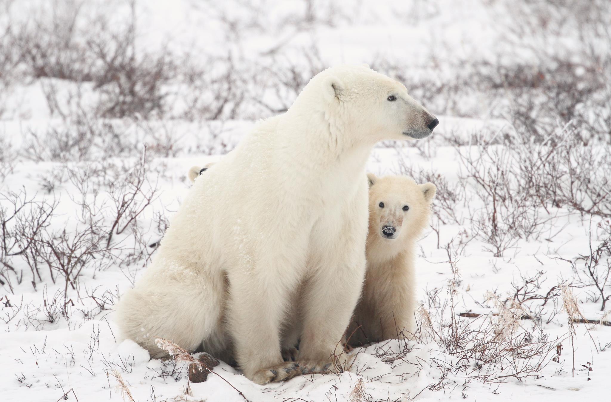 Churchill Tundra Lodge – Polar Bear Images - Churchill Polar Bears
