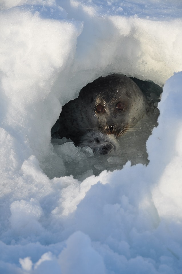 Seal Den in Igoolik - Churchill Polar Bears