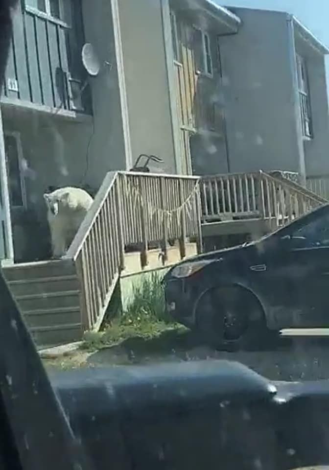 Churchill Photo of the Week – Hello Bear - Churchill Polar Bears