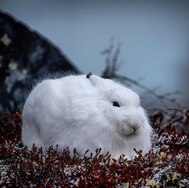 Churchill Polar Bear Report – Bears and Hares - Churchill Polar Bears