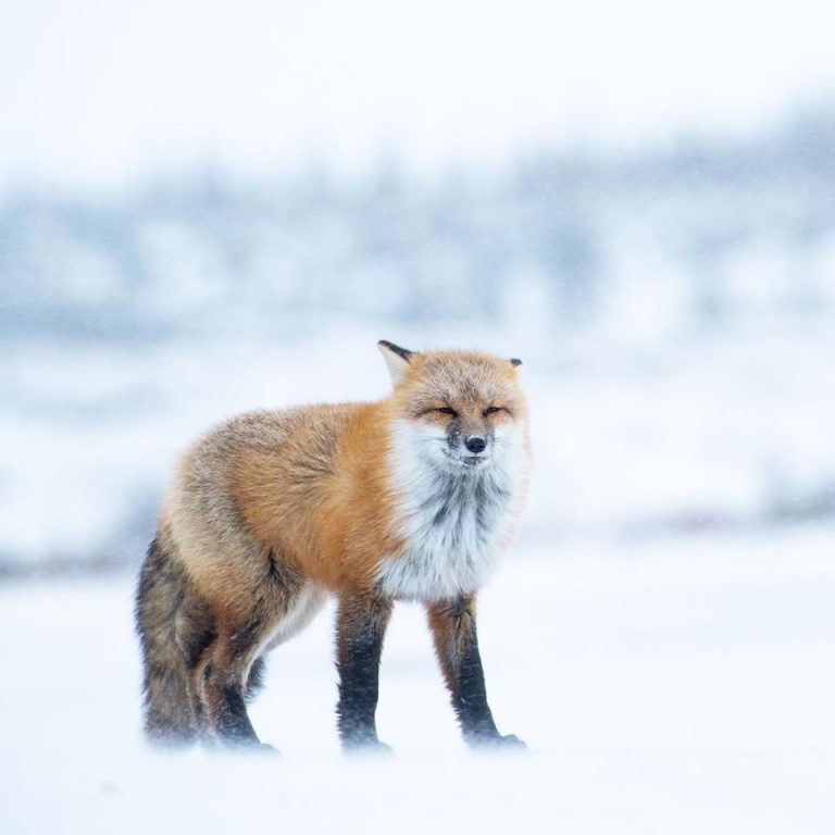 arctic fox - Churchill Polar Bears