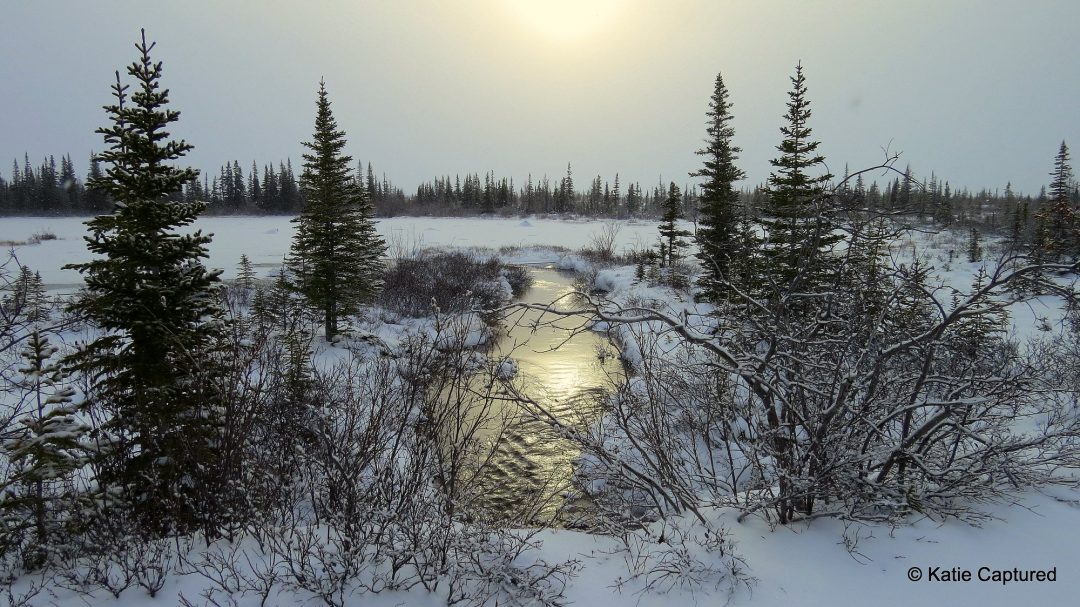 Churchill Wildlife Management Area - Churchill Polar Bears