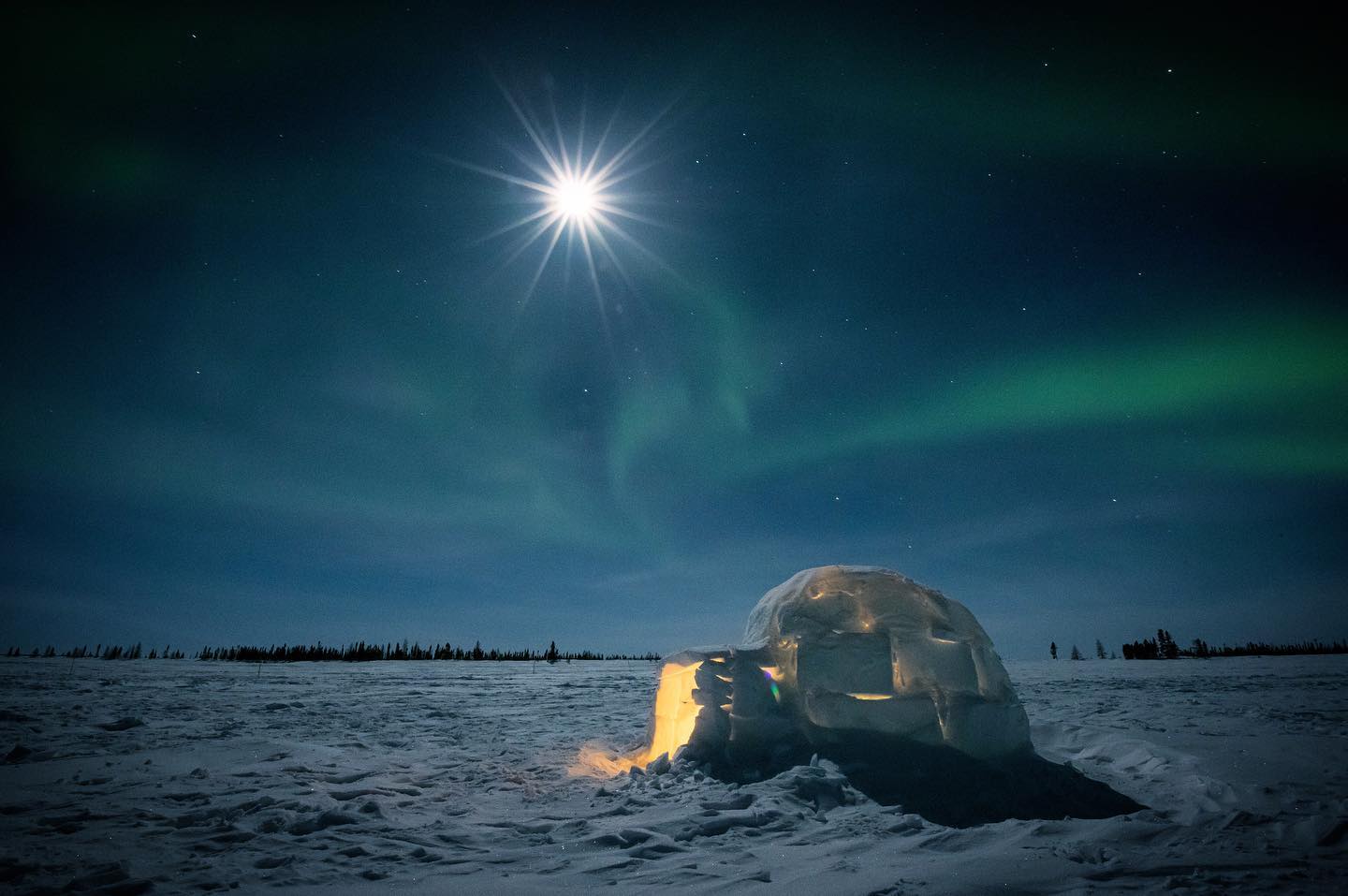 Churchill Polar Bears - Dispatches from the Polar Bear Capital of the World